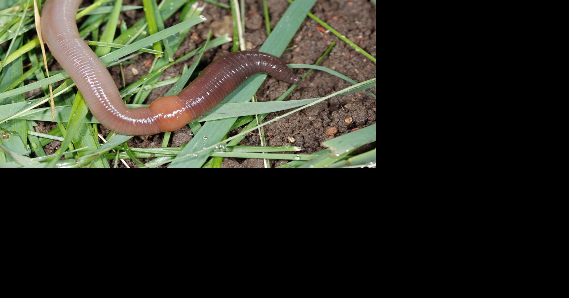 How earthworms help in the garden