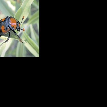 Oklahoma 'beetle ranch' eases pressure on endangered species, energy ...