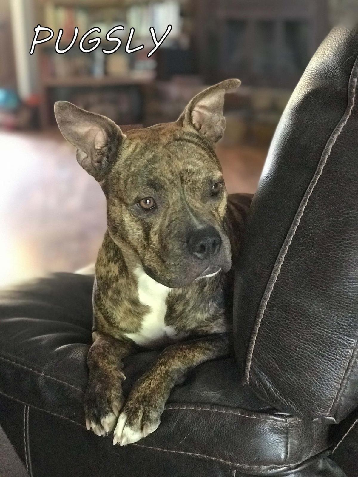 Pawsitively adorable: 39 cats and dogs looking for love | Photo ...