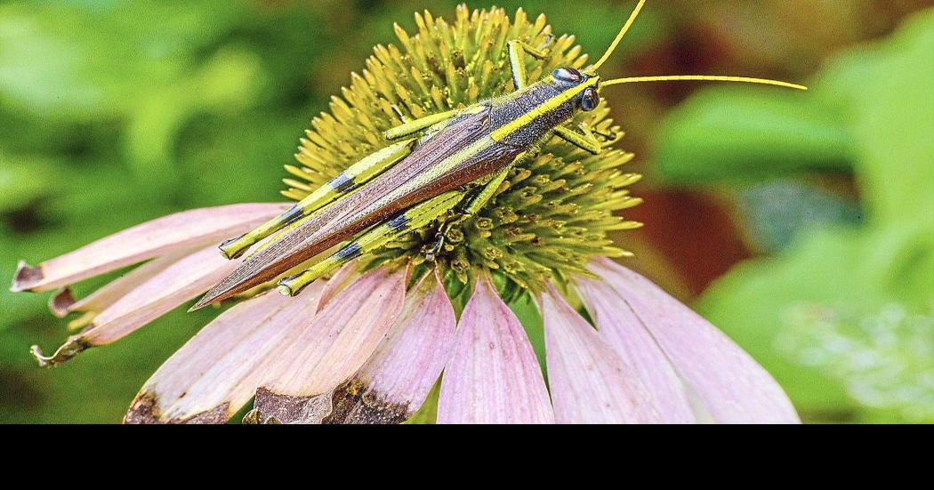 Master Gardener: Grasshoppers can be garden pests