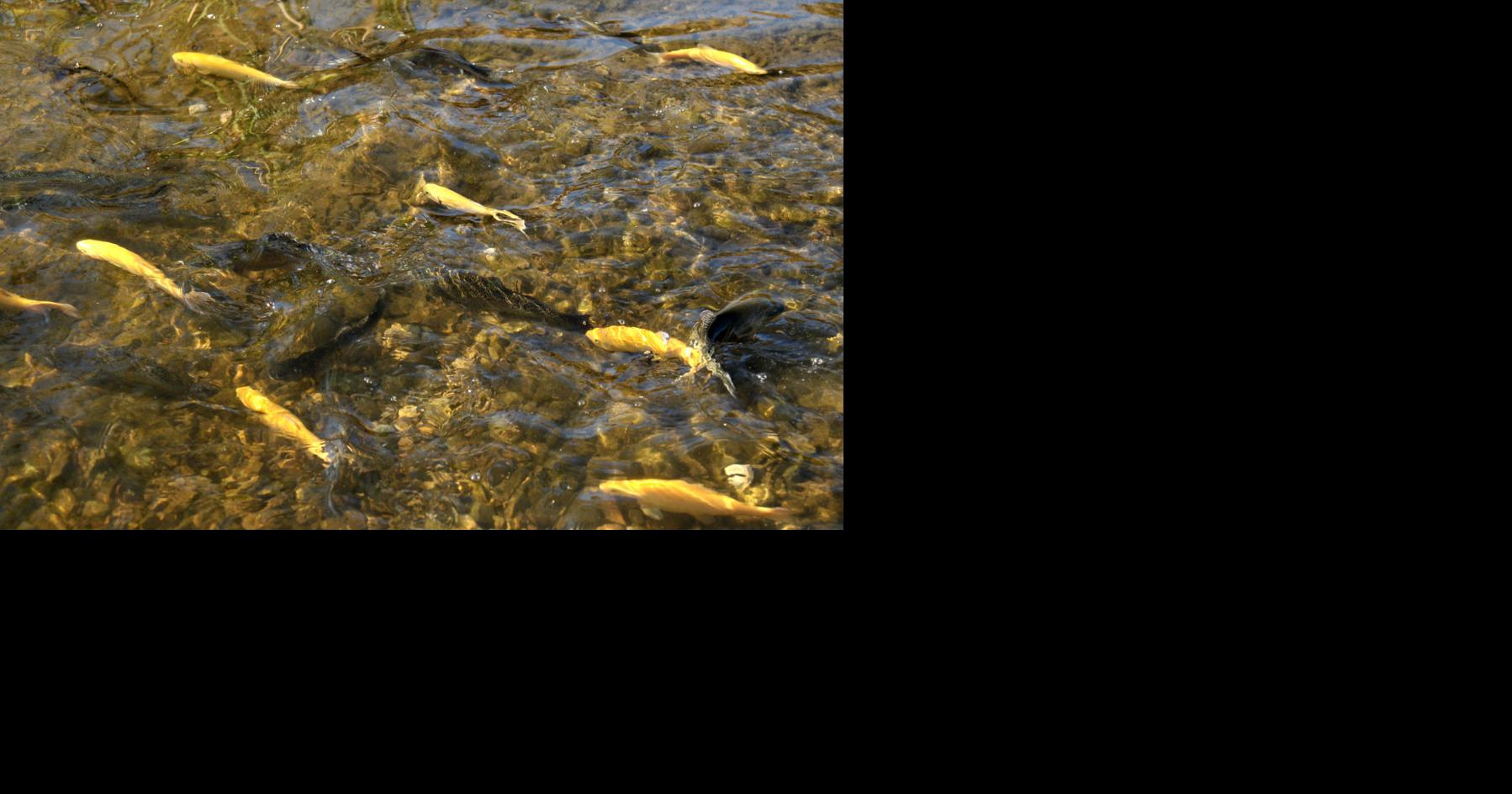 Outdoors Places: Pretty Water Lake is easy wintertime trout fishing spot