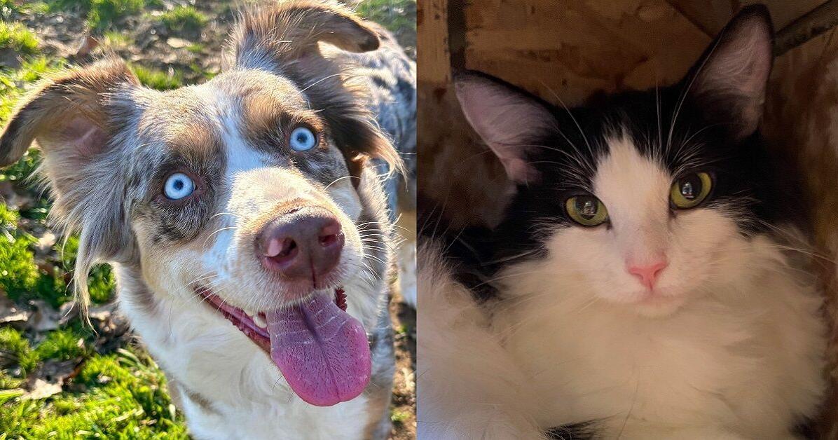 Pawsitively adorable: Meet 50 adoptable dogs and cats looking for love ...