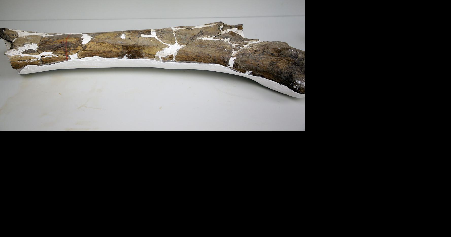 Scientific discovery means Oklahoma needs a new state fossil