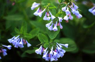 Life Cycle Of A Bluebell Flower | Best Flower Site