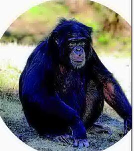 Zuri, Tulsa Zoo's new chimp