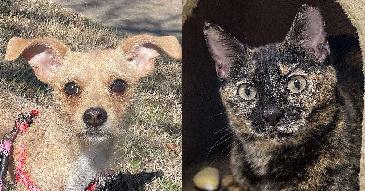 Pawsitively adorable: Meet 39 adoptable dogs and cats looking for love ...