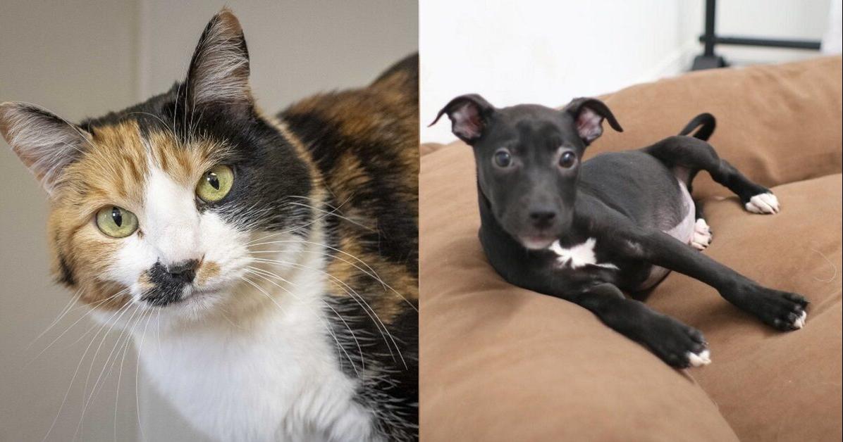 Tulsa Oklahoma area dogs and cats available to adopt