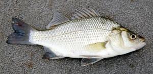 White perch - Alchetron, The Free Social Encyclopedia