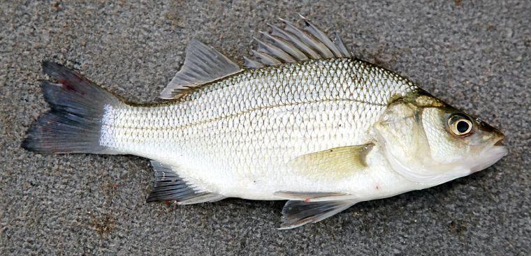 The World Around You: Invasive white perch expand their range