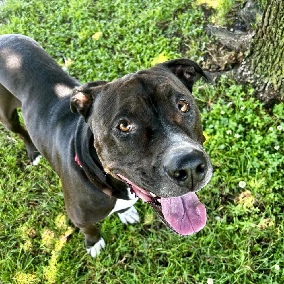 Tulsa Oklahoma area dogs and cats available to adopt