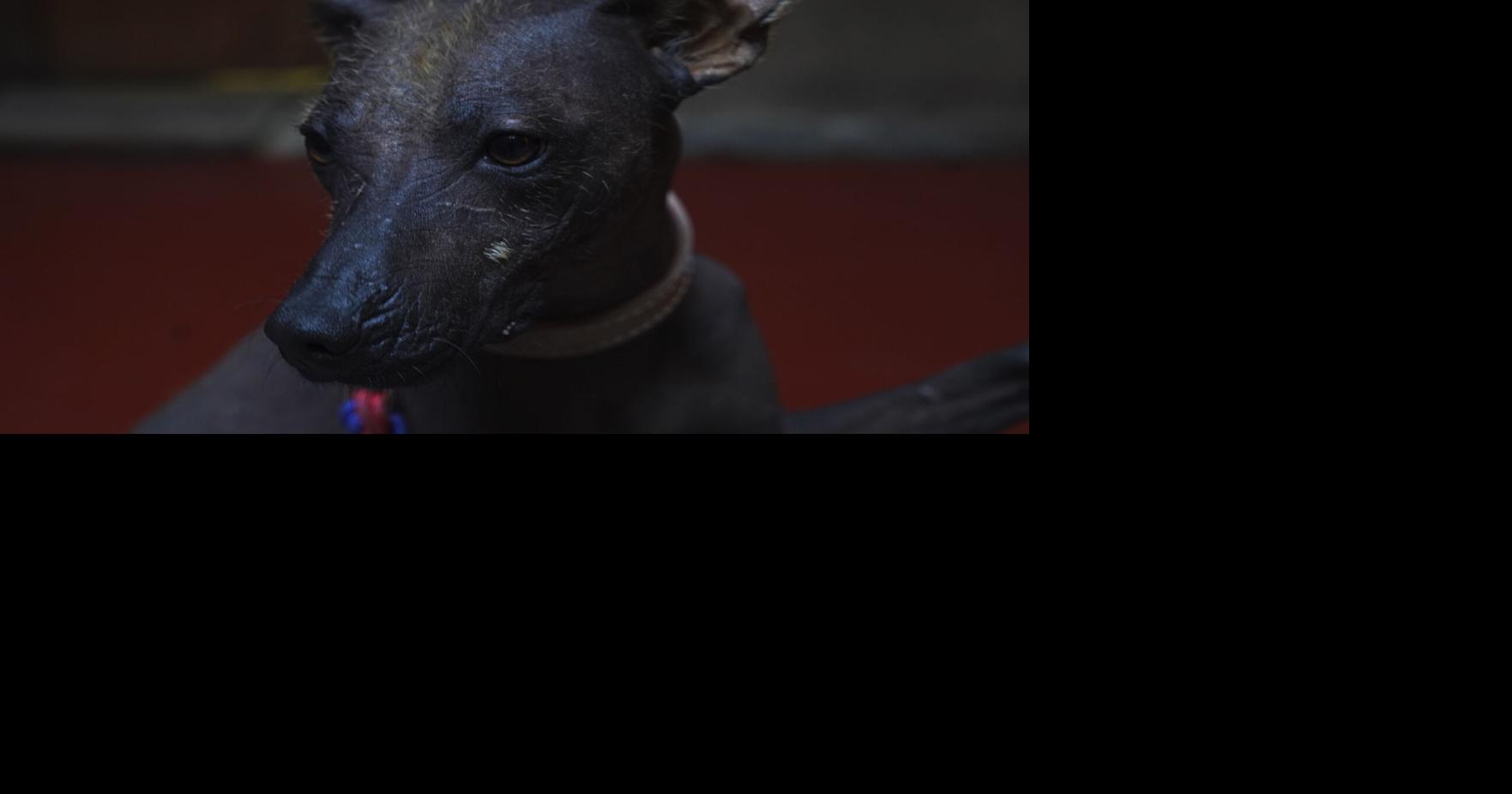 Dog owners tout Xolos' loyalty and sacred underworld history