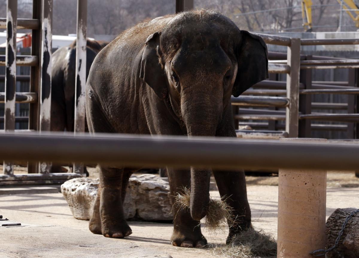 Photo gallery: The Animals of the Tulsa Zoo | Gallery | tulsaworld.com