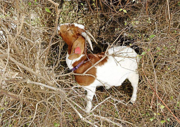 Photo Gallery: Tulsa Jail uses goats for lawncare | Latest Headlines ...