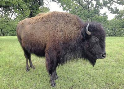 THIS: Woolaroc, Brazilian cocktail for World Cup among staff ...