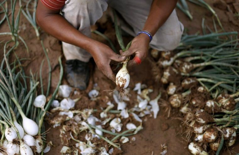 Conrad Farms' corn will be ready for Bixby's Green Corn Festival