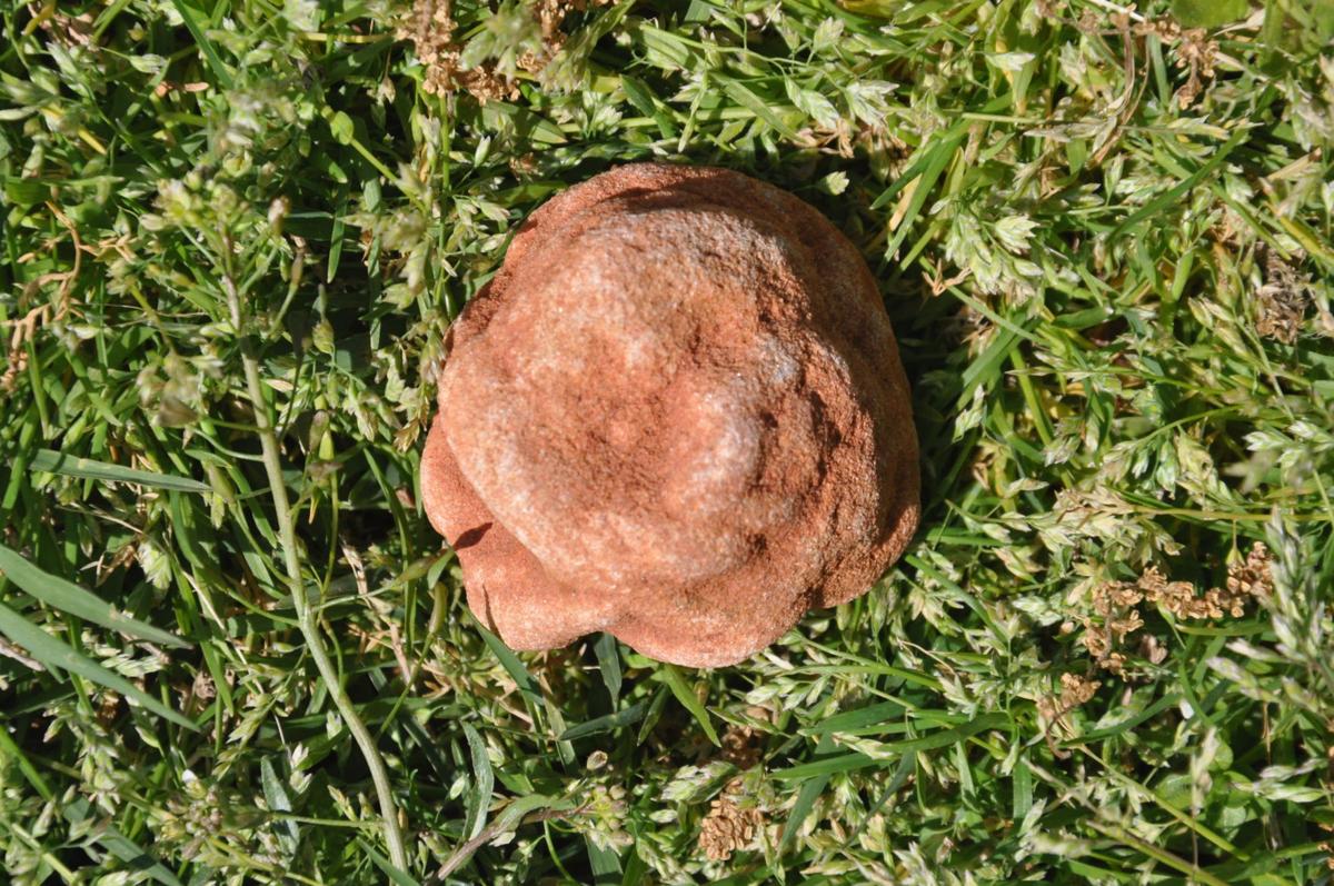 Nature Note: Rose Rock | News | tulsaworld.com