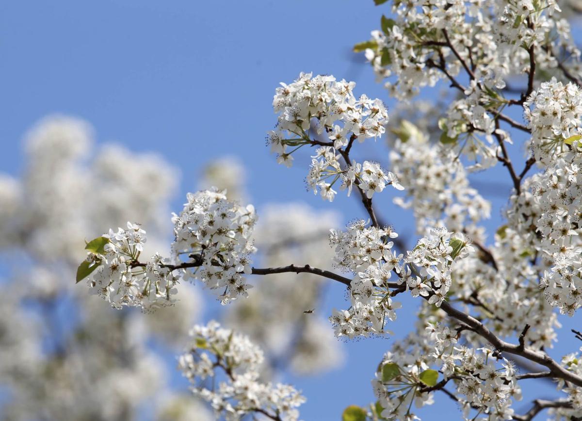 Bradford pear trees are an invasive menace