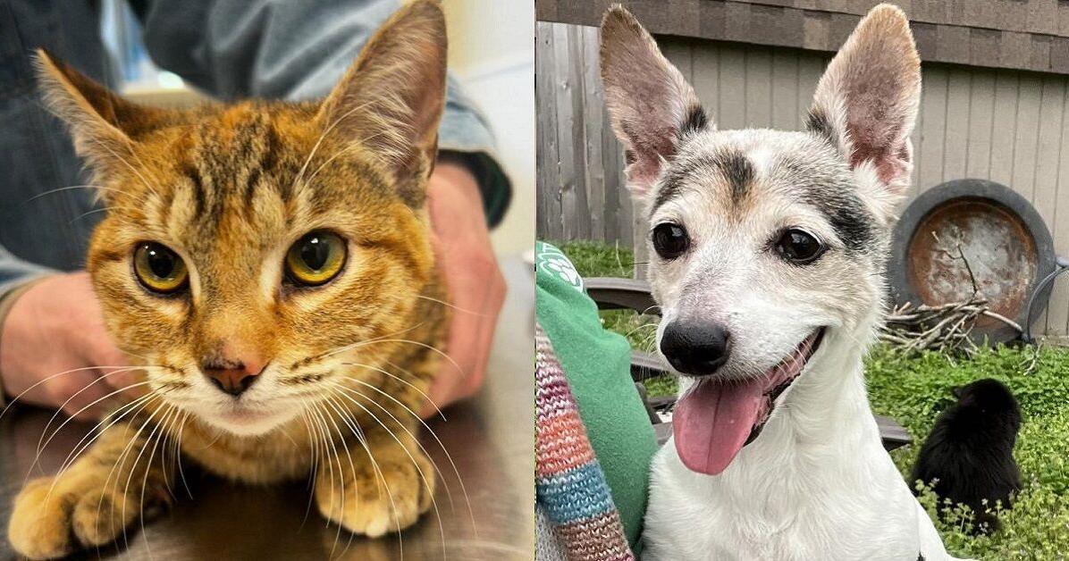 Pawsitively adorable: Meet 36 adoptable dogs and cats looking for love ...