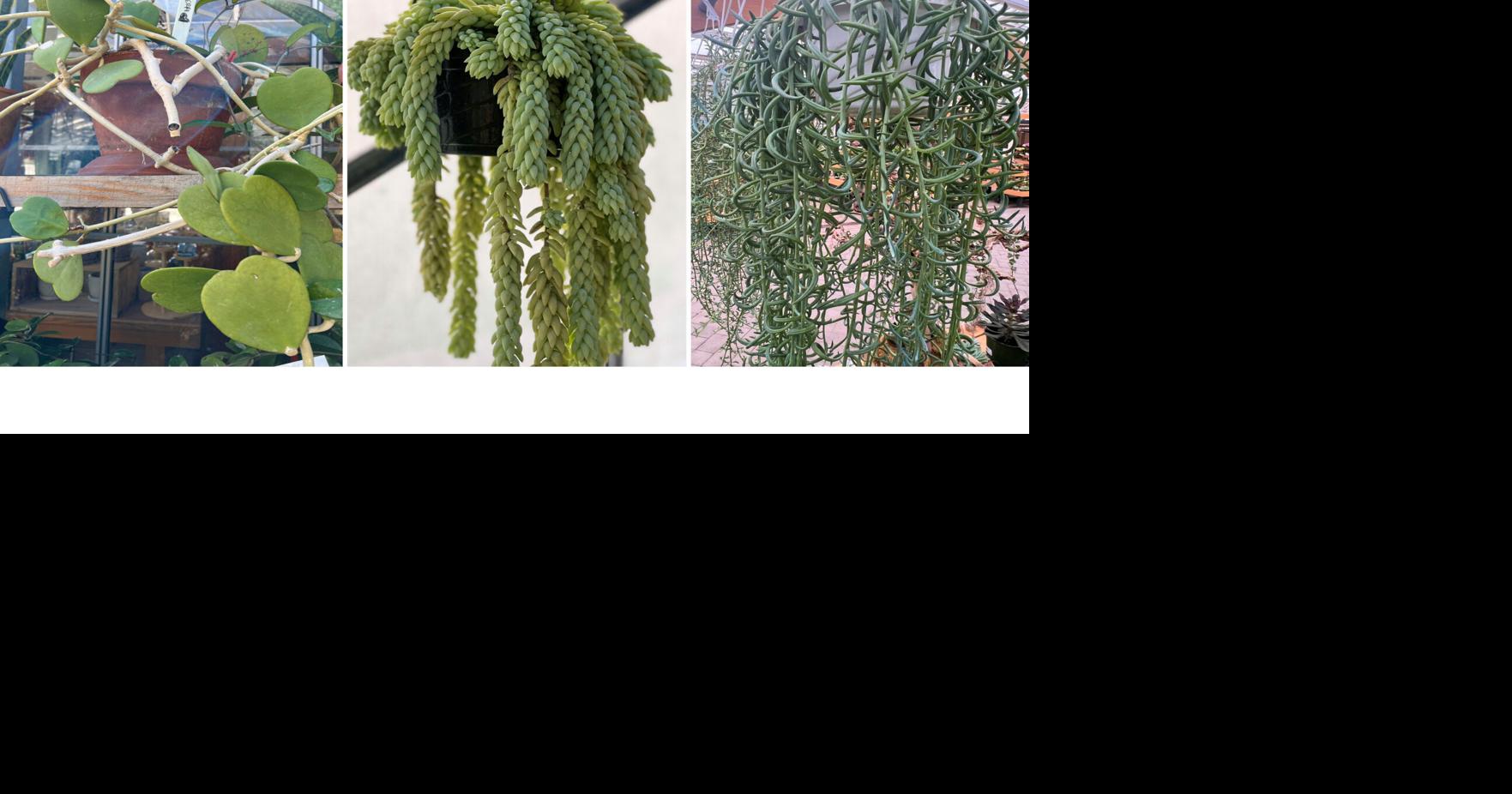 5 succulents that look good indoors year-round