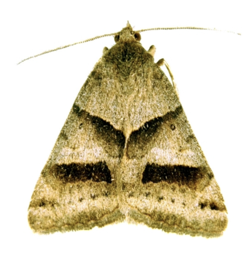 Master Gardener: Why are there so many moths this year?