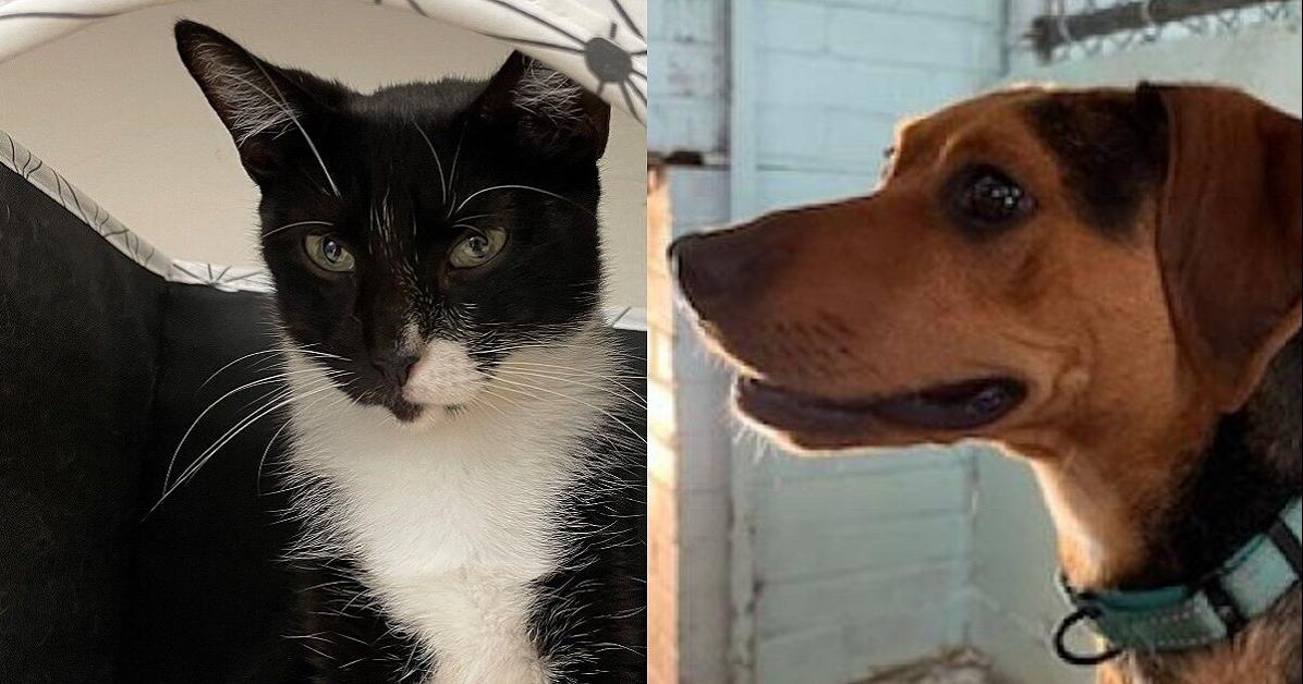 Pawsitively adorable: Meet 45 adoptable dogs and cats looking for love ...
