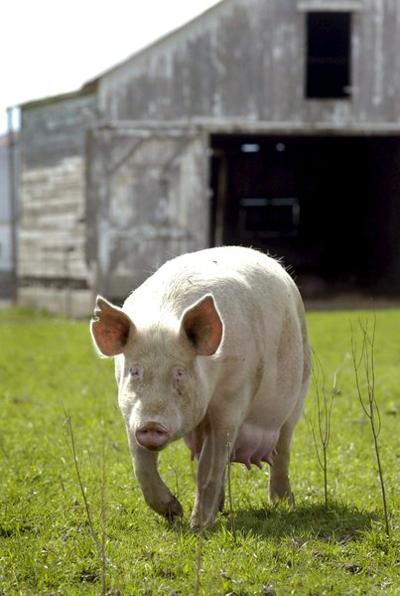 FDA urging limited antibiotics in meat