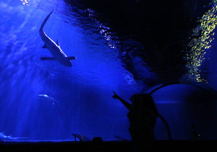 'A long, wild ride': Oklahoma Aquarium marks 15 years of growth ...