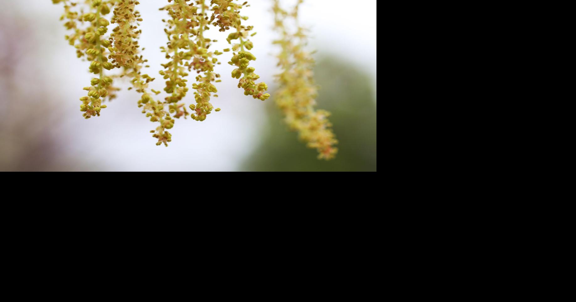 Allergy alerts expected for weeks: Tree pollen levels 'extremely high ...