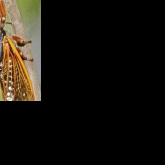 Crazy for cicadas: Previously undocumented brood hatching in Oklahoma ...