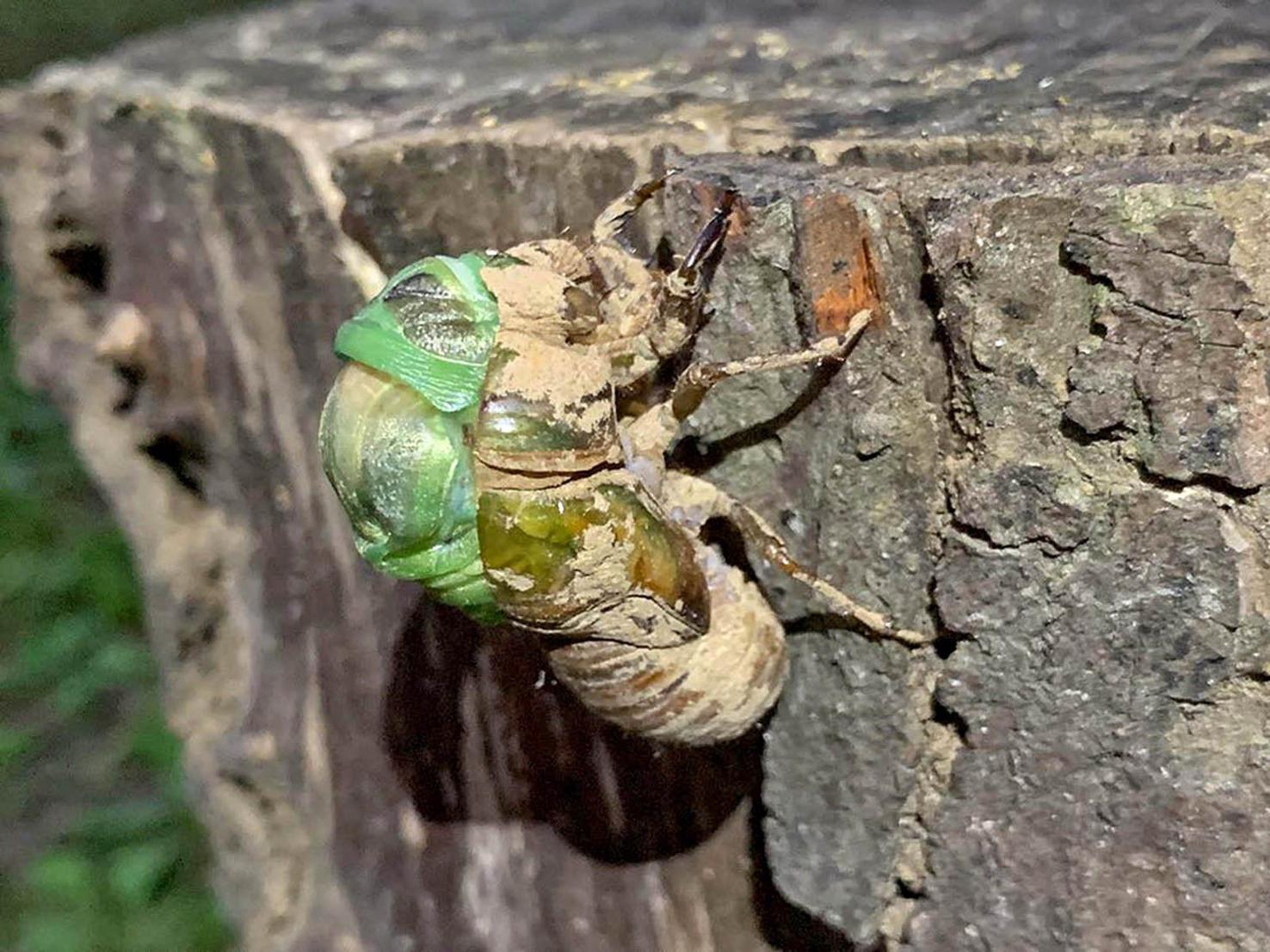 Gallery: Cicada emerges but falls prey to copperhead snake