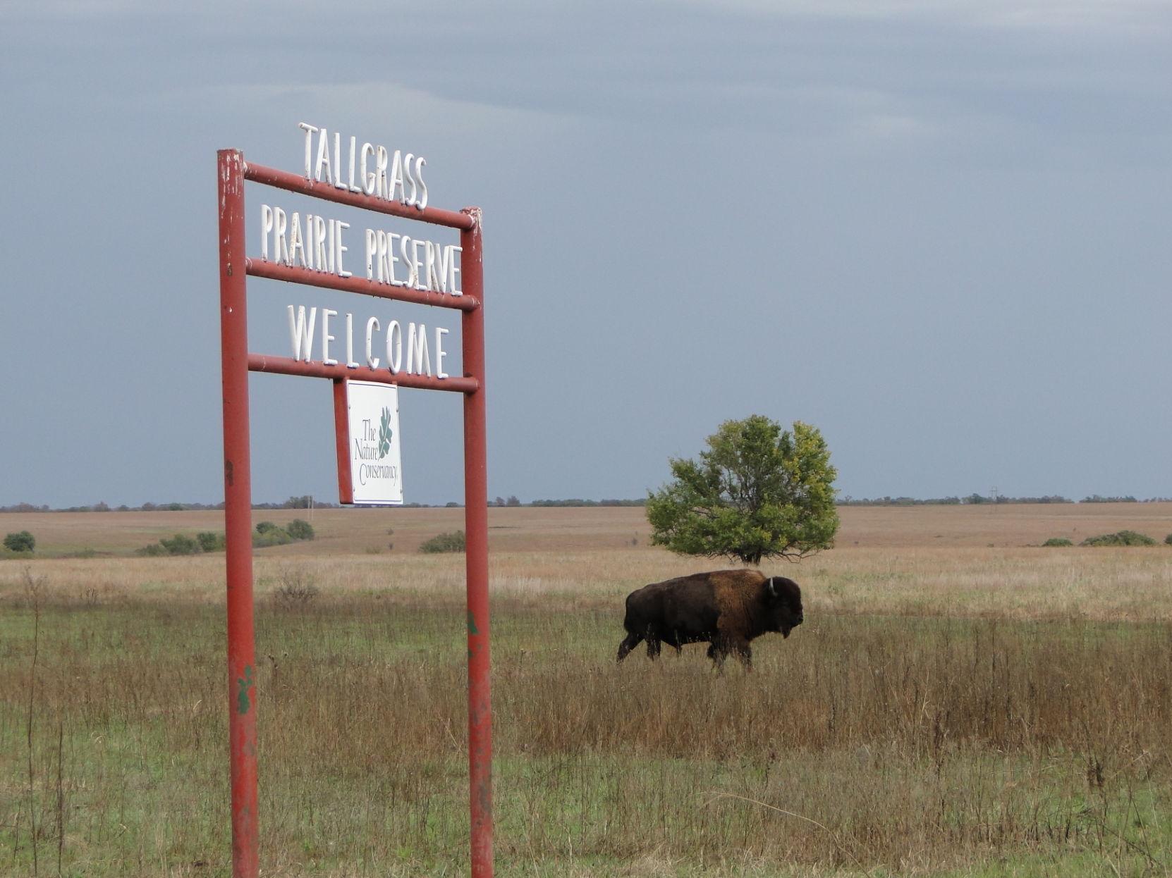 Oklahoma’s Tallgrass Prairie Preserve seeks docent volunteers