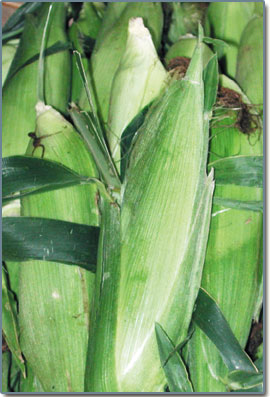 Community Focus: Bixby Green Corn Festival features music, youth ...