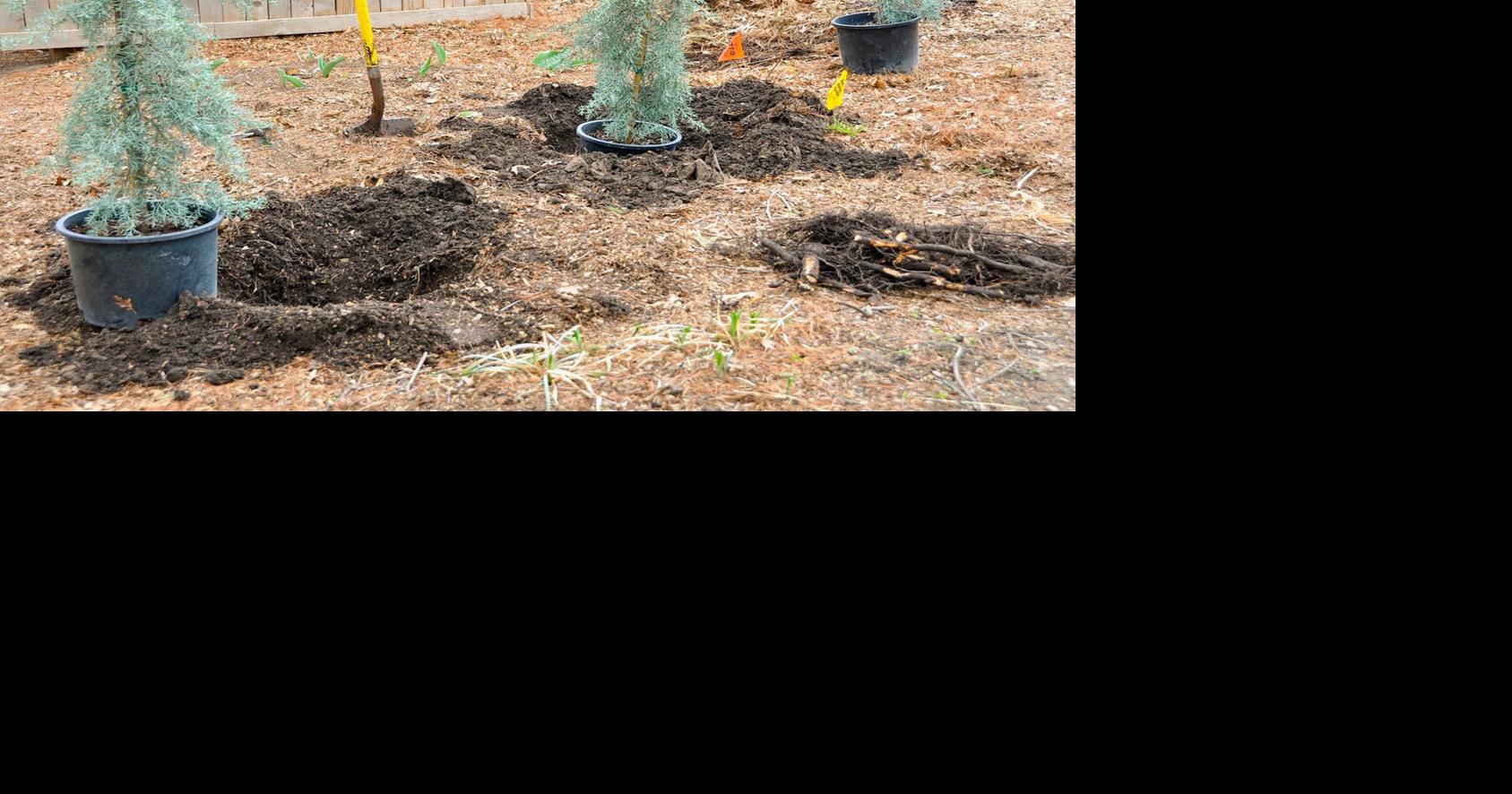 Master Gardener: Fall is the best time to plant trees, shrubs