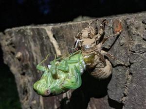 Gallery: Cicada emerges but falls prey to copperhead snake