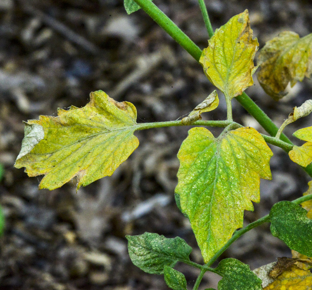 Master Gardener: Spider mites are difficult to control, problem in summer