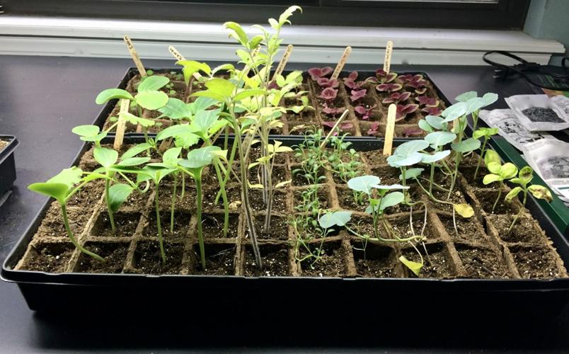 When to plant vegetables in spring
