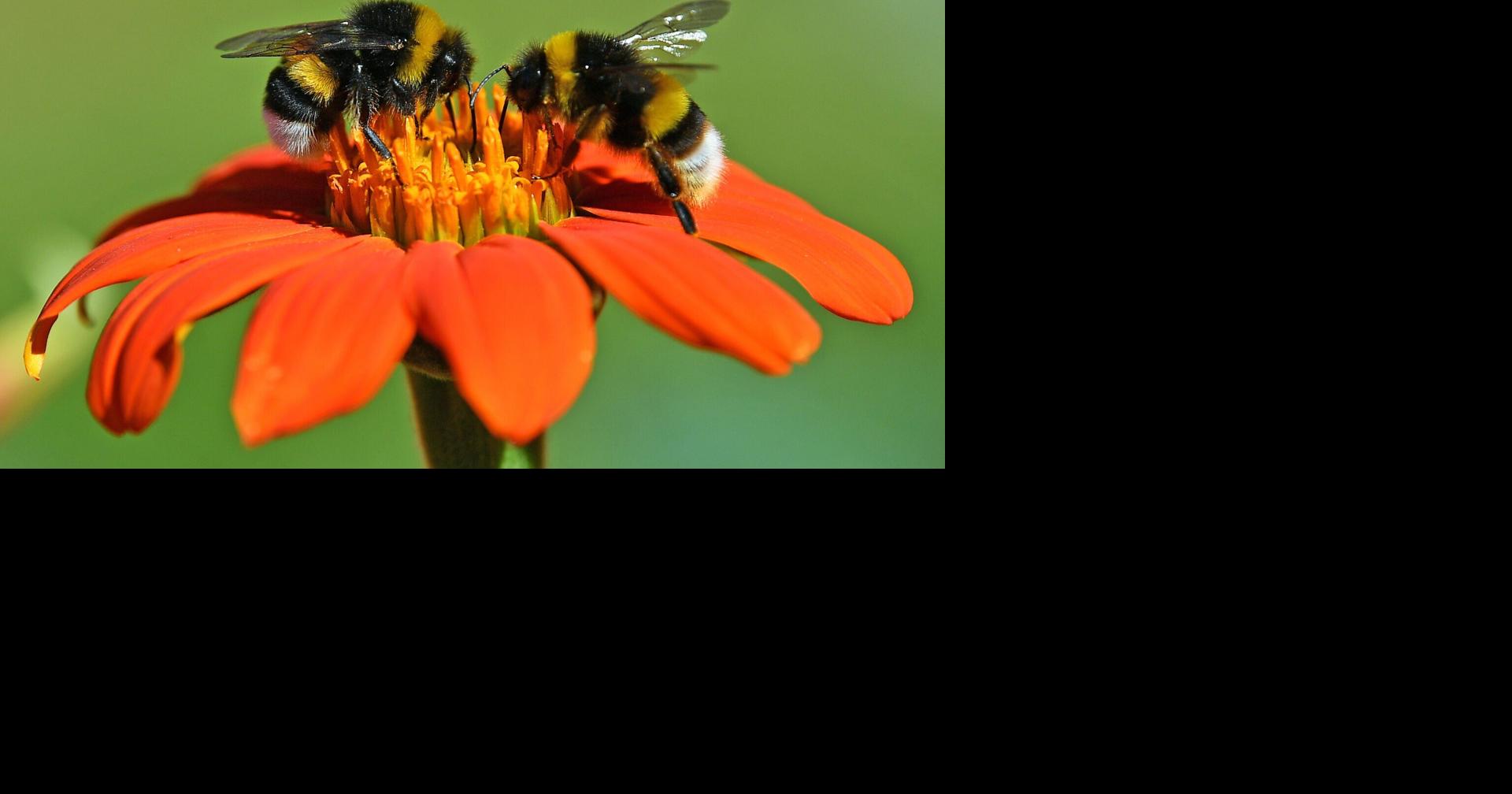 6 surprising things about bees on World Bee Day