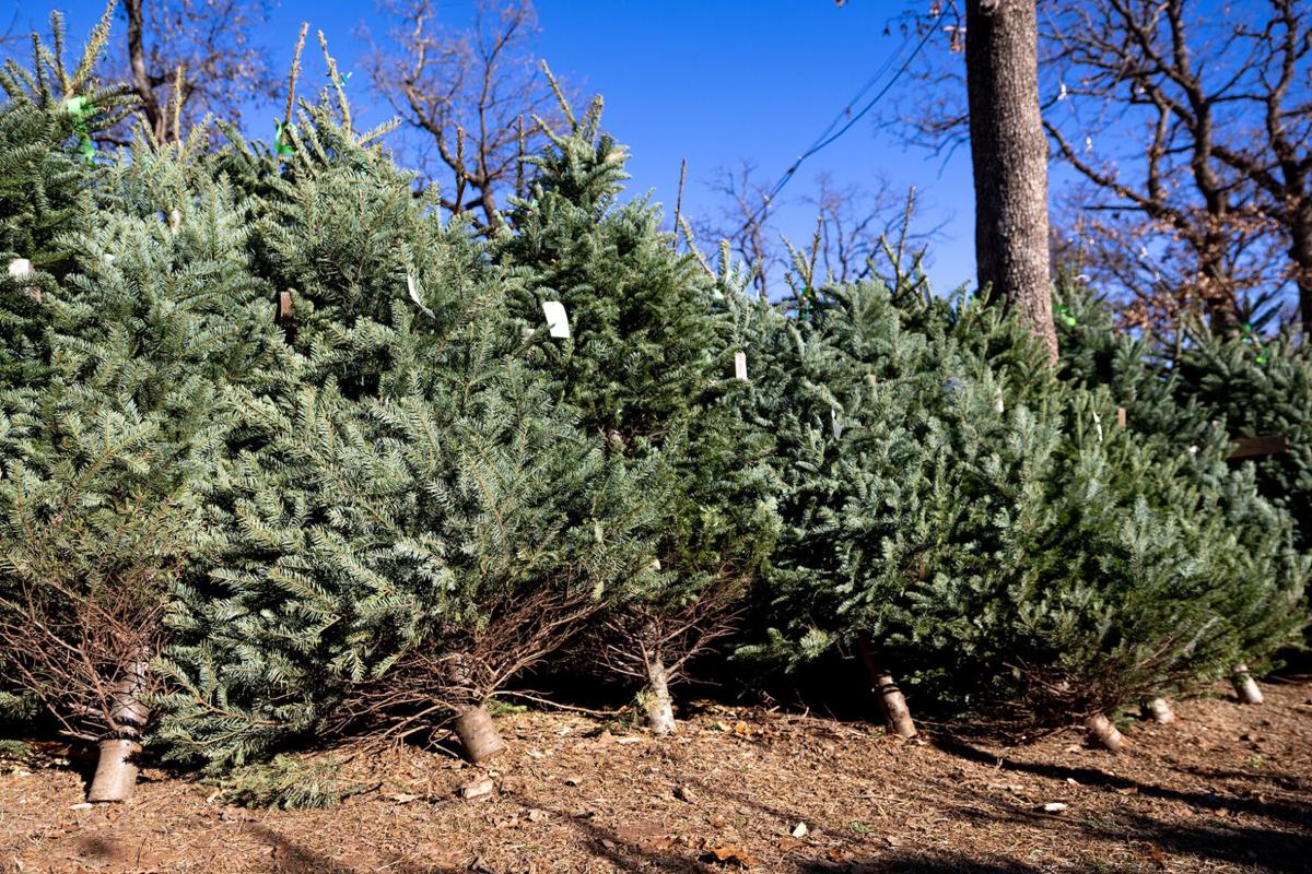 Choosing, caring for a real Christmas tree | Master Gardener