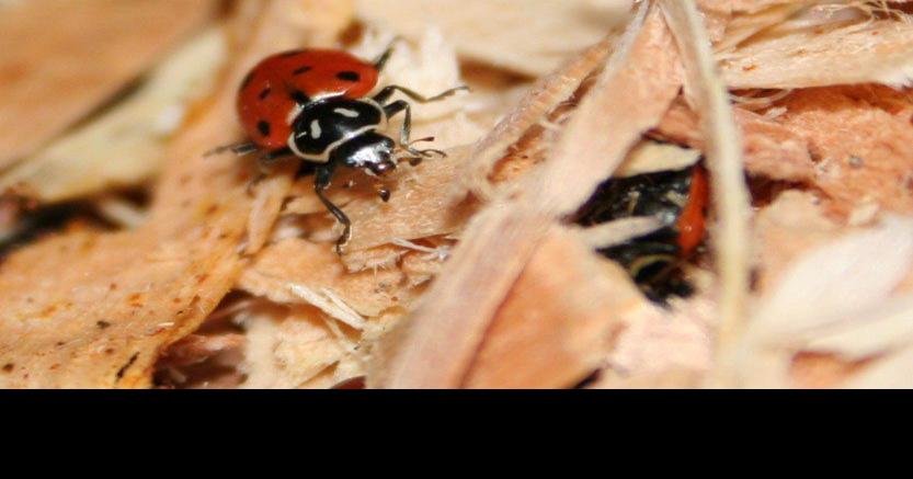 Lady beetle invasion! Plentiful bugs help crops but are stinky, messy ...