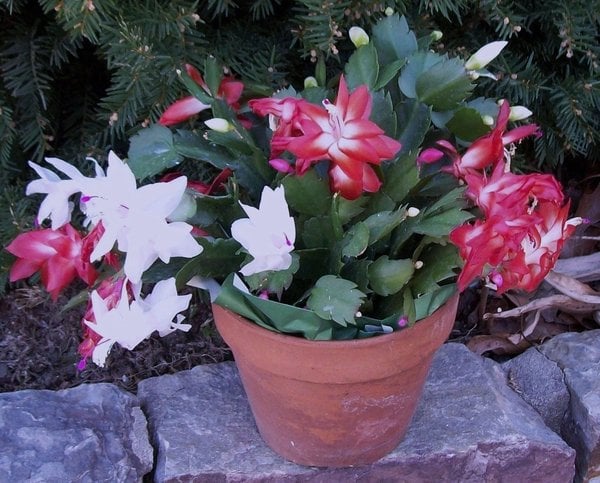 Christmas cactus a flowering plant for winter season