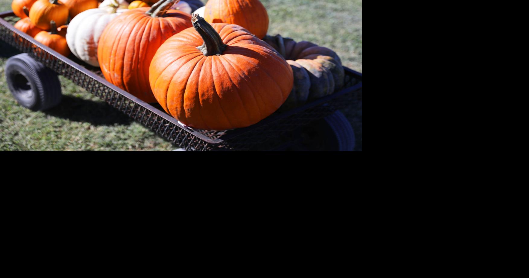 Halloween attractions include Peanuts-themed corn mazes