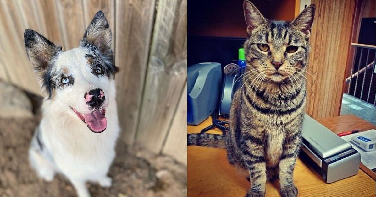 Meet 63 adoptable dogs and cats looking for love in the Tulsa area