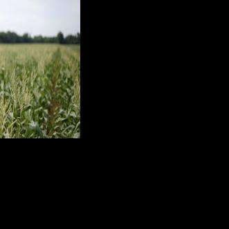 Conrad Farms' corn will be ready for Bixby's Green Corn Festival