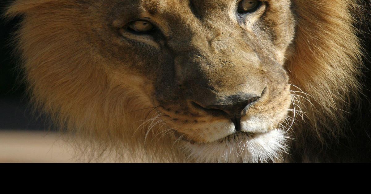 Tulsa Zoo: Kofi the lion, 19, begins hospice care