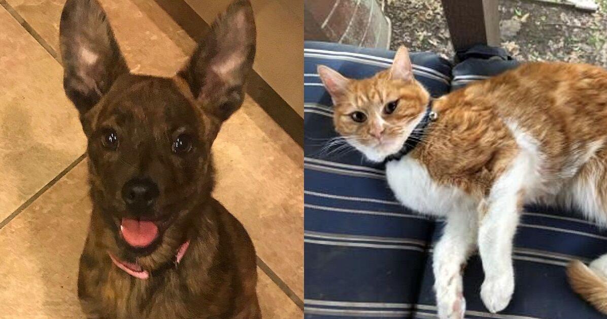Meet 66 adoptable dogs and cats looking for love in the Tulsa area
