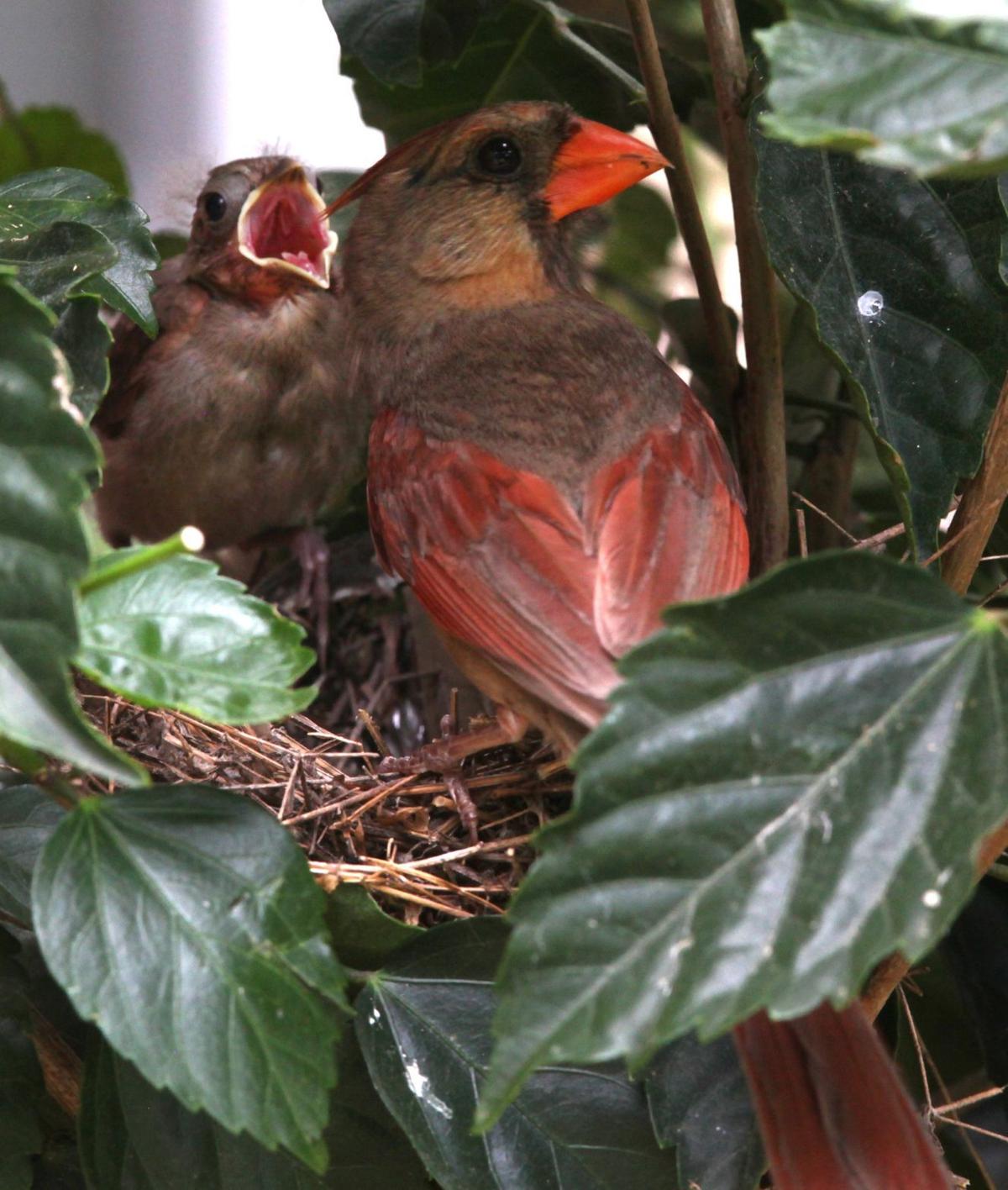 Photo Gallery: Northern cardinal chicks leave the nest