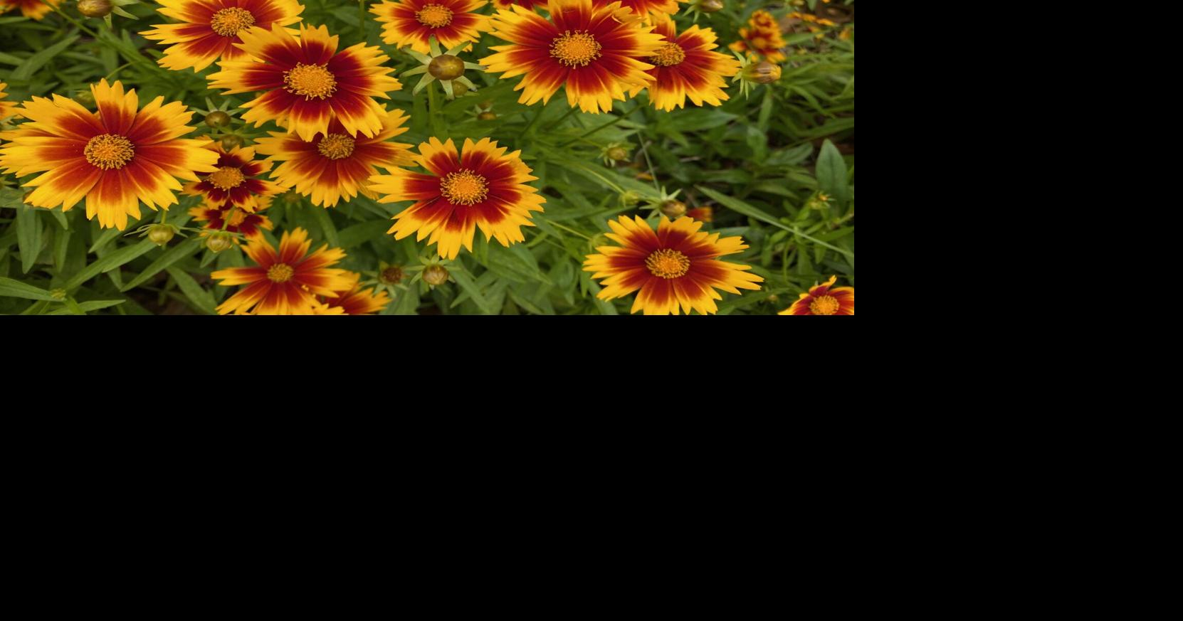 Master Gardener: How to attract pollinators to your garden