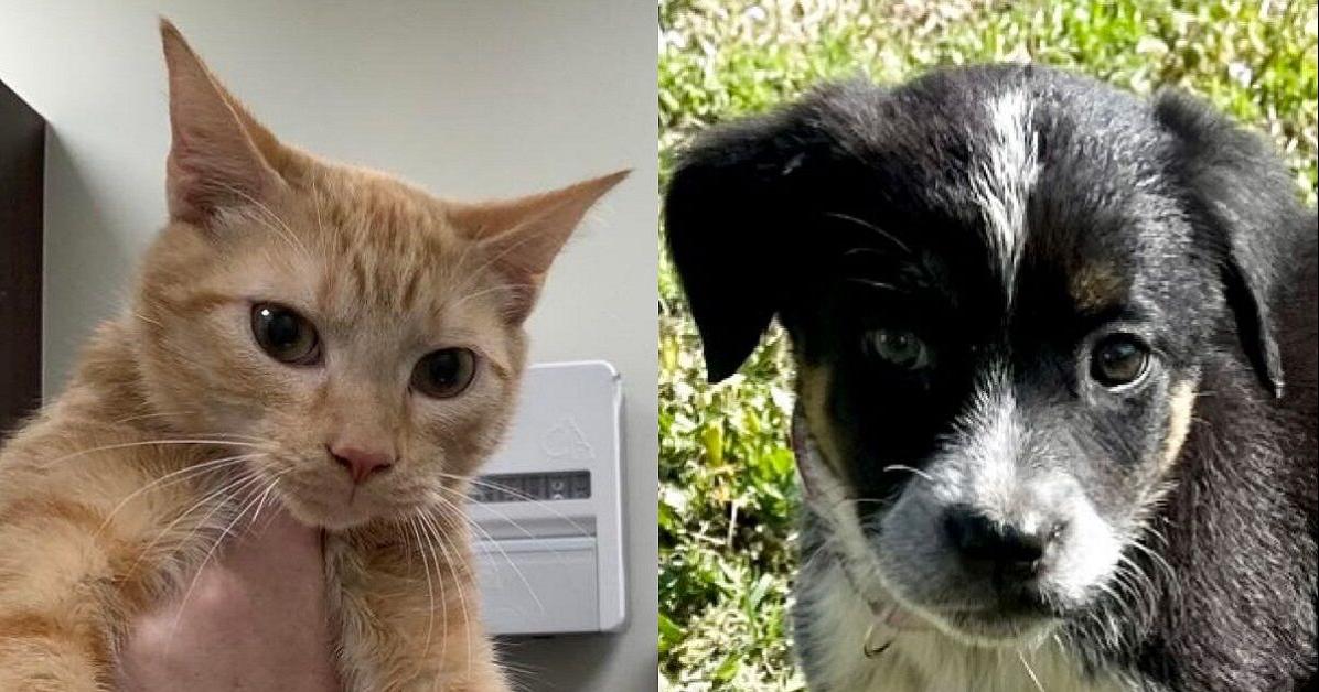 Meet 33 adoptable dogs and cats looking for love in the Tulsa area