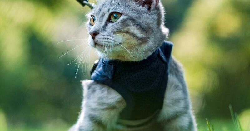 New Philbrook cat has been named. Was it your pick?