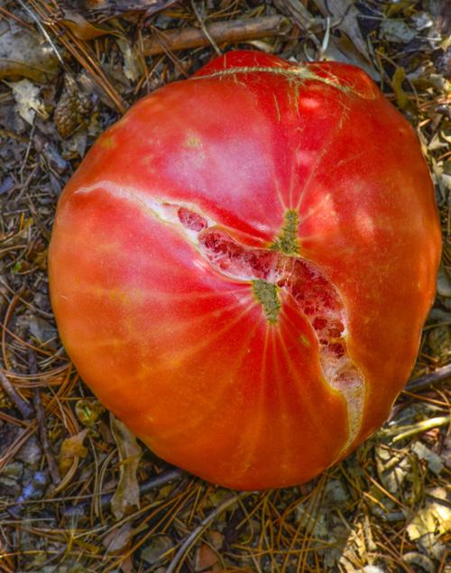 Master Gardener: Troubleshooting summer tomatoes | Home & Garden ...